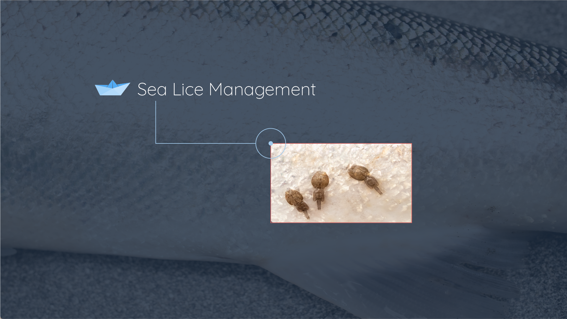 Sea Lice Management Solutions